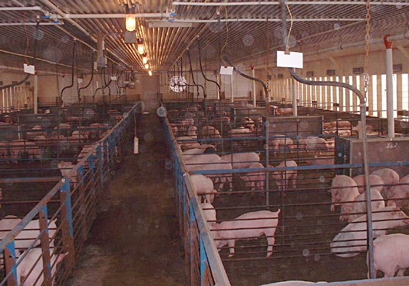 Animal Feeding Operations