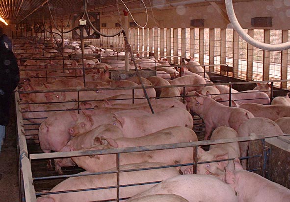 Animal Feeding Operations